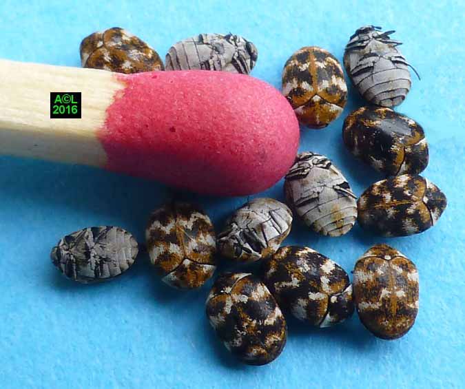 L'Anthrène (Anthrenus verbasci), biologie, morphologie, développement ...