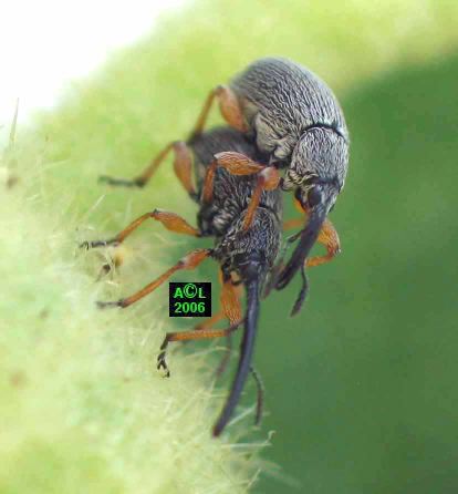 l'apion des roses trémières (Rhopalapion longirostre), biologie et ...