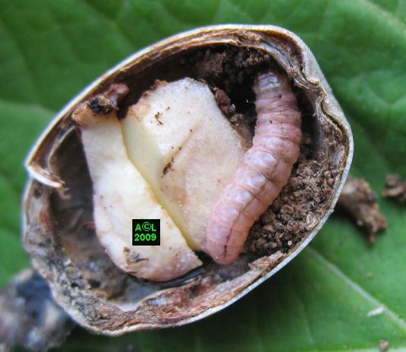 les Balanins, biologie et développement;