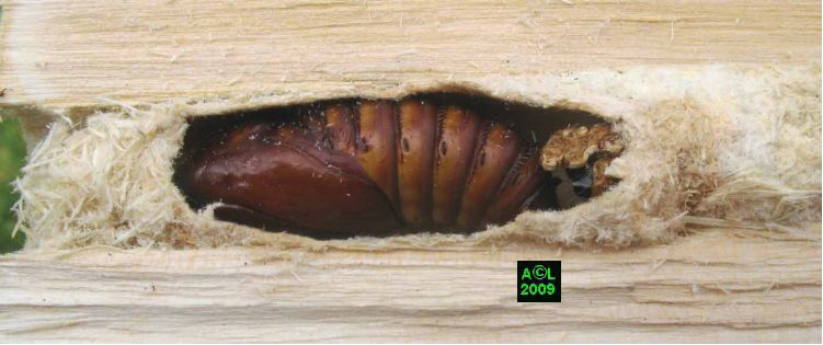 Cocon Insecte Dans Maison | Ventana Blog