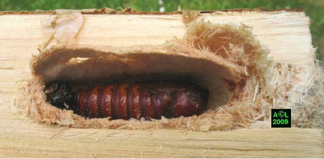 Cocon Insecte Dans Maison | Ventana Blog