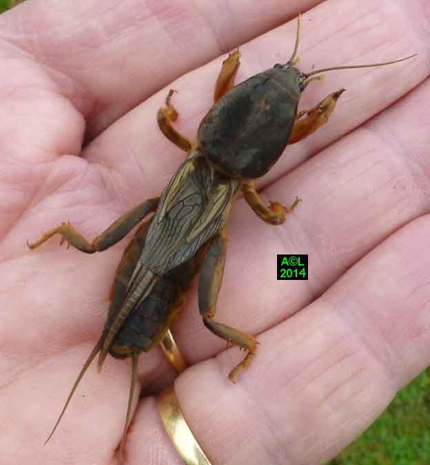 La Courtiliere Ou Taupe Grillon Gryllotalpa Gryllotalpa Biologie La Courtiliere Ou Taupe Grillon Gryllotalpa Gryllotalpa Biologie