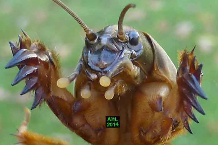La Courtiliere Ou Taupe Grillon Gryllotalpa Gryllotalpa Biologie La Courtiliere Ou Taupe Grillon Gryllotalpa Gryllotalpa Biologie
