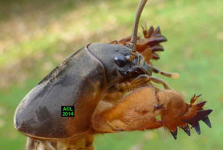 La Courtiliere Ou Taupe Grillon Gryllotalpa Gryllotalpa Biologie La Courtiliere Ou Taupe Grillon Gryllotalpa Gryllotalpa Biologie