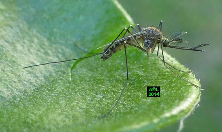 Le moustique commun (Culex pipiens) , biologie, morphologie, développement. Le moustique commun (Culex pipiens) , biologie, morphologie, développement.