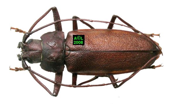 L'Ergate forgeron (Ergates faber), biologie et développement.