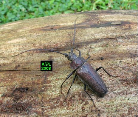 L'Ergate forgeron (Ergates faber), biologie et développement.