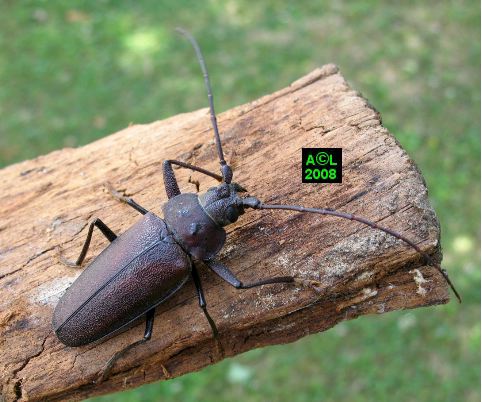 L'Ergate forgeron (Ergates faber), biologie et développement.