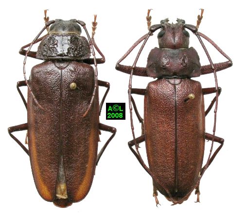 L'Ergate forgeron (Ergates faber), biologie et développement.