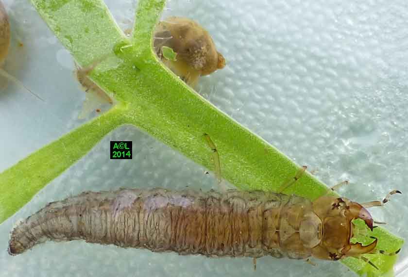 Hydrophile (Hydrophilus piceus), biologie et développement;