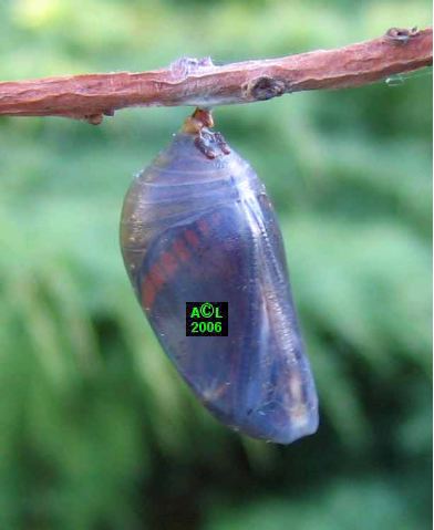 le Jason ou Pacha à 2 queues (Charaxes jasius), biologie et développement;