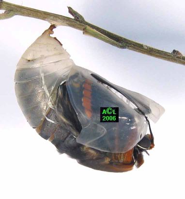 le Jason ou Pacha à 2 queues (Charaxes jasius), biologie et développement;