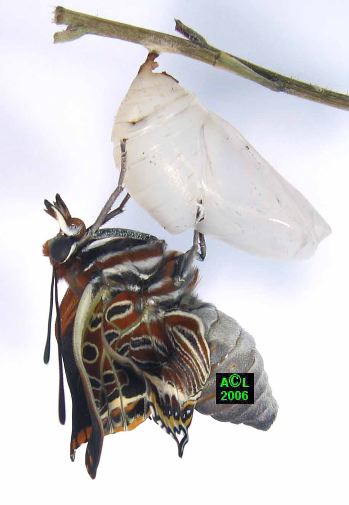 le Jason ou Pacha à 2 queues (Charaxes jasius), biologie et développement;