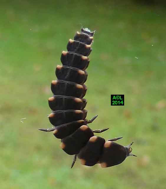 le Lampyre ou ver luisant (Lampyris noctiluca), biologie, morphologie ...