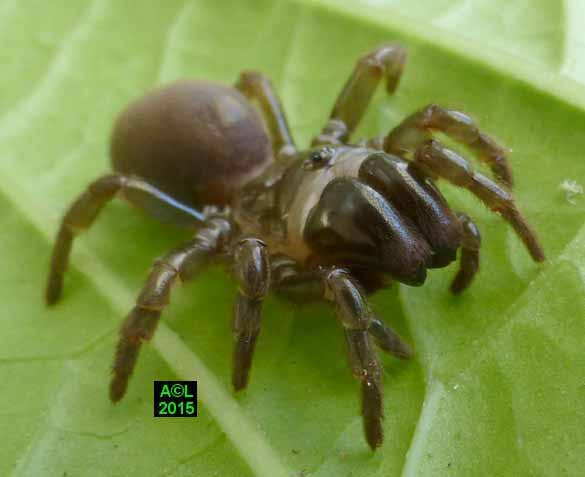 Mygale à chaussette (Atypus affinis), biologie, morphologie, développement.
