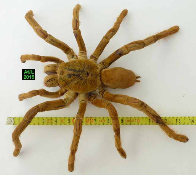 Mygale à chaussette (Atypus affinis), biologie, morphologie, développement.