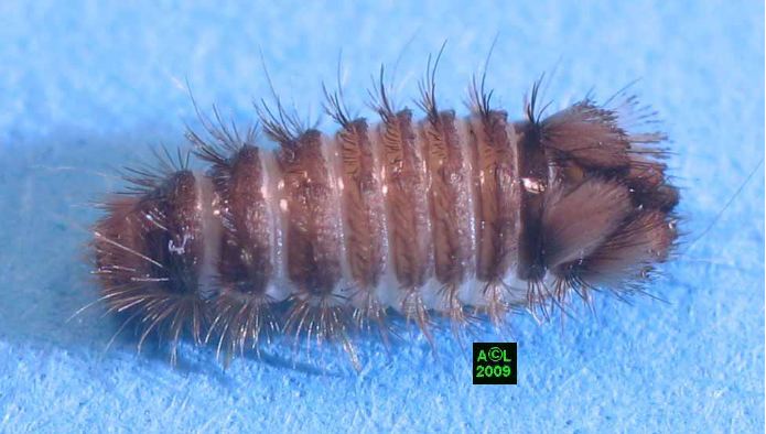 le Nécrophore des rivages (Necrodes littoralis), biologie et développement.