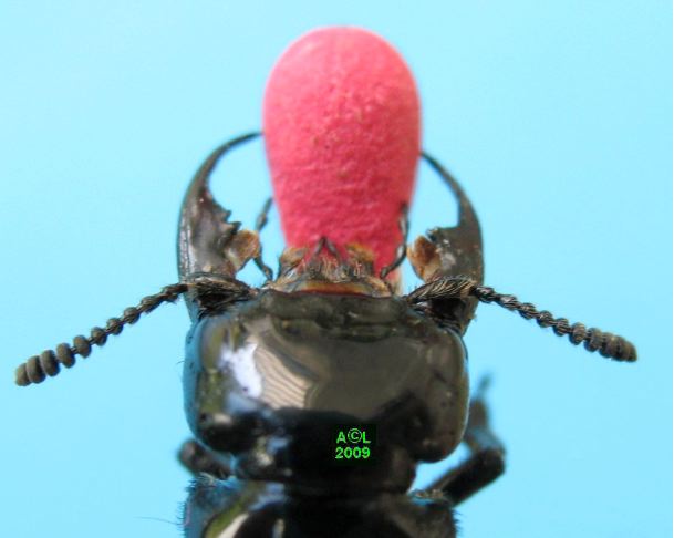 le Nécrophore des rivages (Necrodes littoralis), biologie et développement.