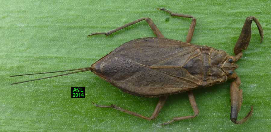 la Nèpe cendrée (Nepa cinerea), biologie, morphologie, et développement;