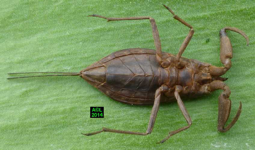 la Nèpe cendrée (Nepa cinerea), biologie, morphologie, et développement;