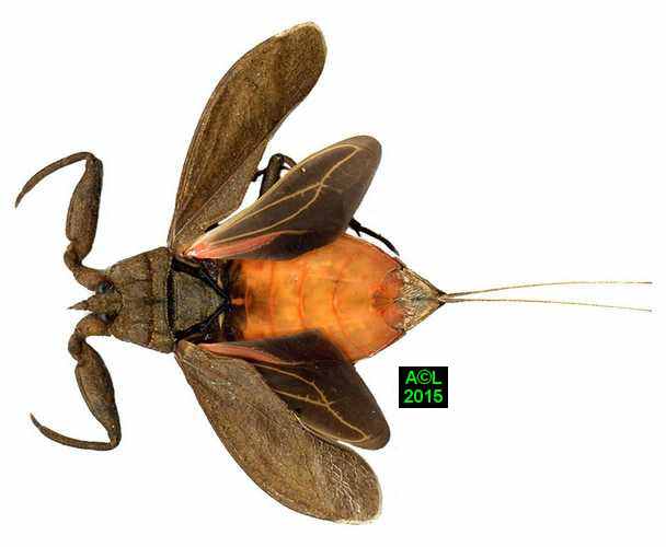 la Nèpe cendrée (Nepa cinerea), biologie, morphologie, et développement;