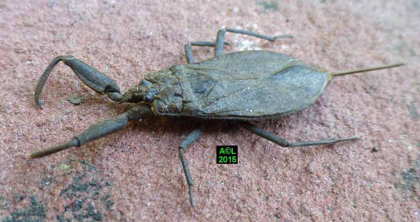 la Nèpe cendrée (Nepa cinerea), biologie, morphologie, et développement;