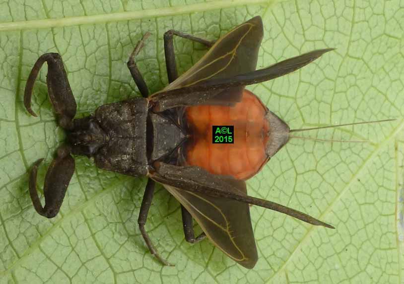 la Nèpe cendrée (Nepa cinerea), biologie, morphologie, et développement;