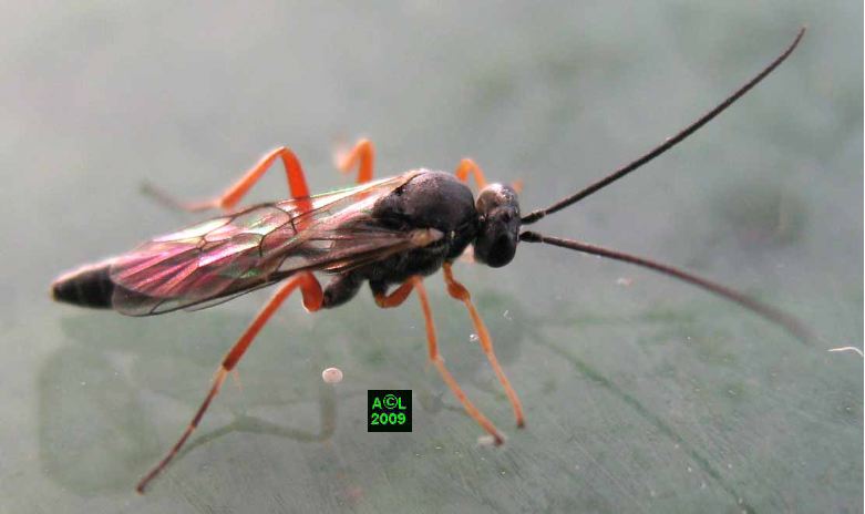 la Piéride du chou (Pieris brassicae), biologie, morphologie ...