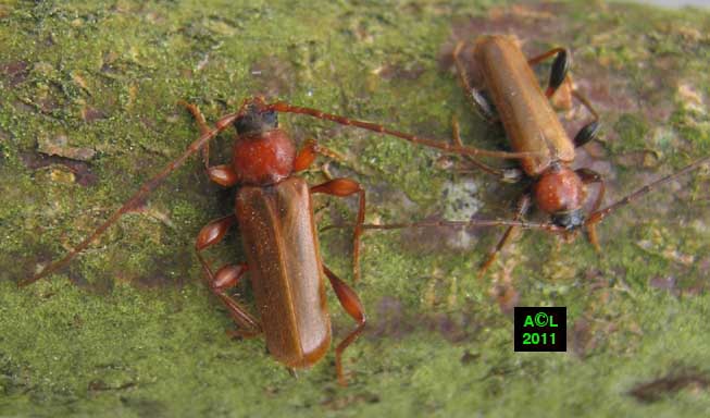 Insecte Carapace Rouge Dans Maison | Ventana Blog