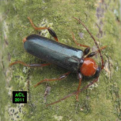 Insecte Rouge Volant Dans Maison | Ventana Blog