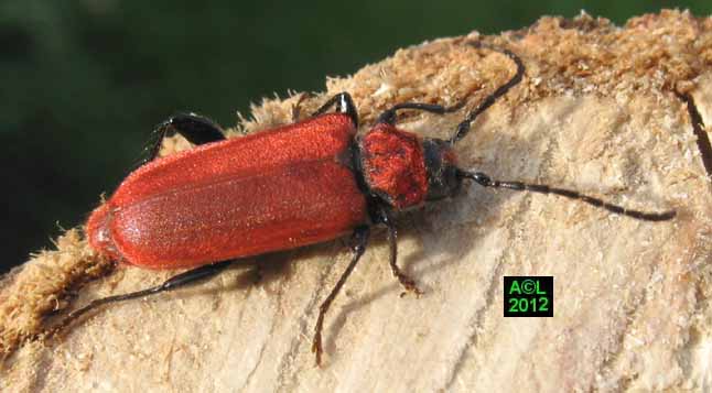 Insectes Volants Rouges Maison | Ventana Blog