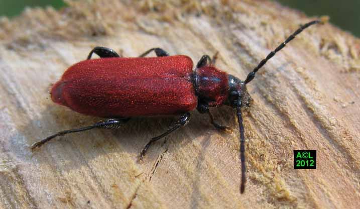 Insectes Volants Rouges Maison | Ventana Blog