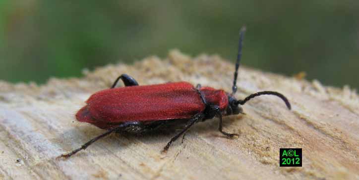 le Pyrrhidium sanguineum, biologie d'un intrus